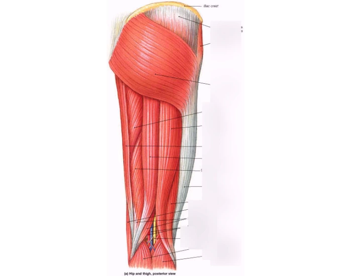 Posterior View Of Thigh Muscle — Printable Worksheet