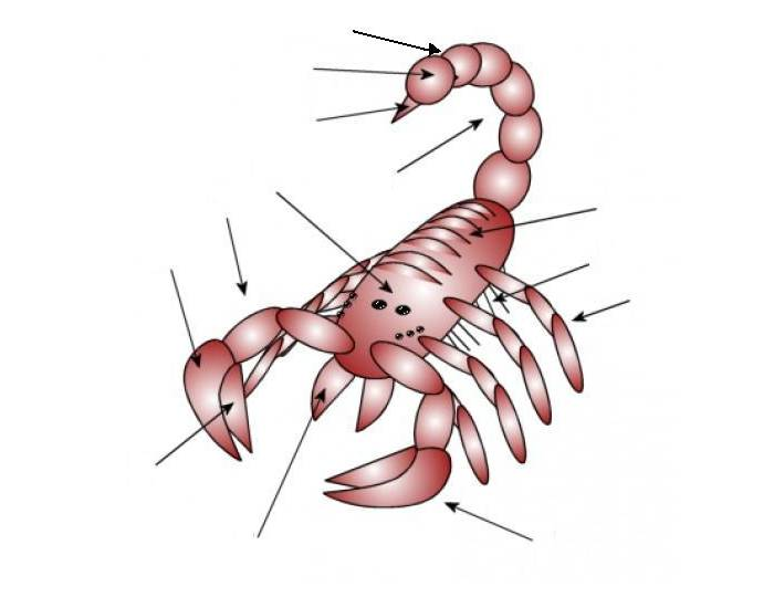 The Scorpion Quiz The Scorpion Quiz