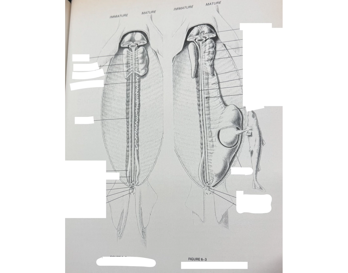 Shark Male & Female Urogenital System — Printable Worksheet Shark Male & Female Urogenital System — Printable Worksheet