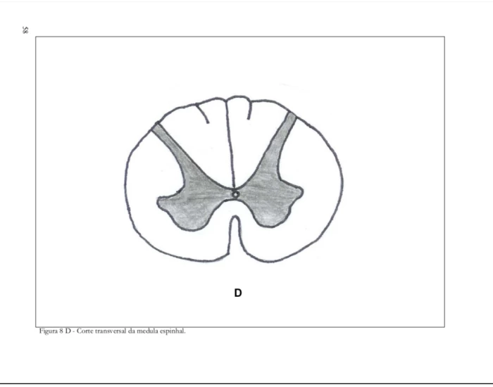 Corte Transversal da Medula Espinhal — Printable Worksheet Corte Transversal da Medula Espinhal — Printable Worksheet