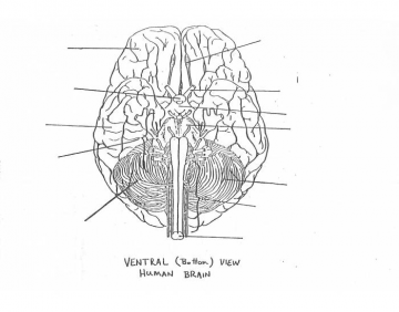 AP Psychology Parts of the Brain Quiz