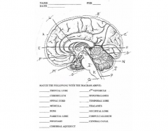 AP Psychology Parts of the Brain Quiz
