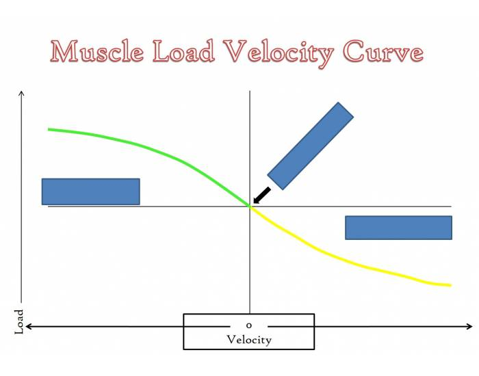 Muslce Load Velocity Curve Quiz