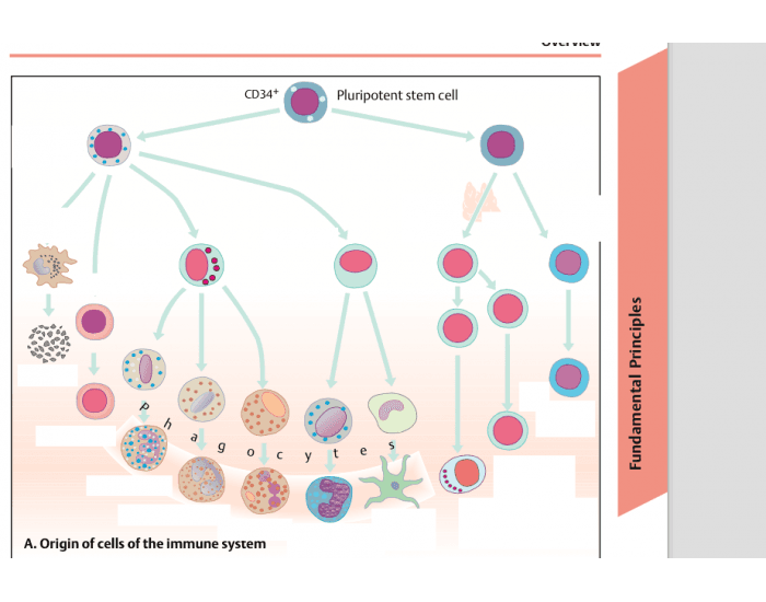 Differentiation of Immune Cells Quiz Differentiation of Immune Cells Quiz