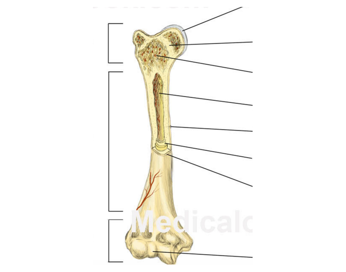 Long Bone Diagram Quiz long-bone-diagram-quiz