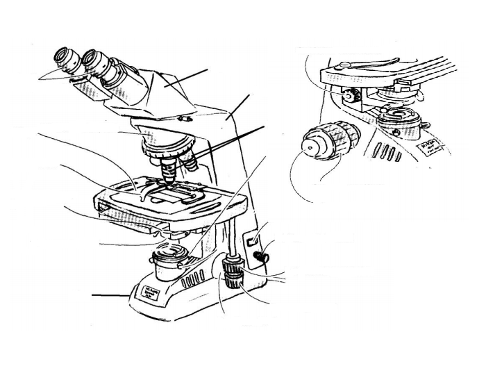 Parts Of Compound Microscope Quiz parts-of-compound-microscope-quiz