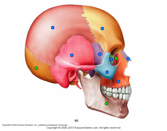 Lateral View Skull Bones Quiz lateral-view-skull-bones-quiz