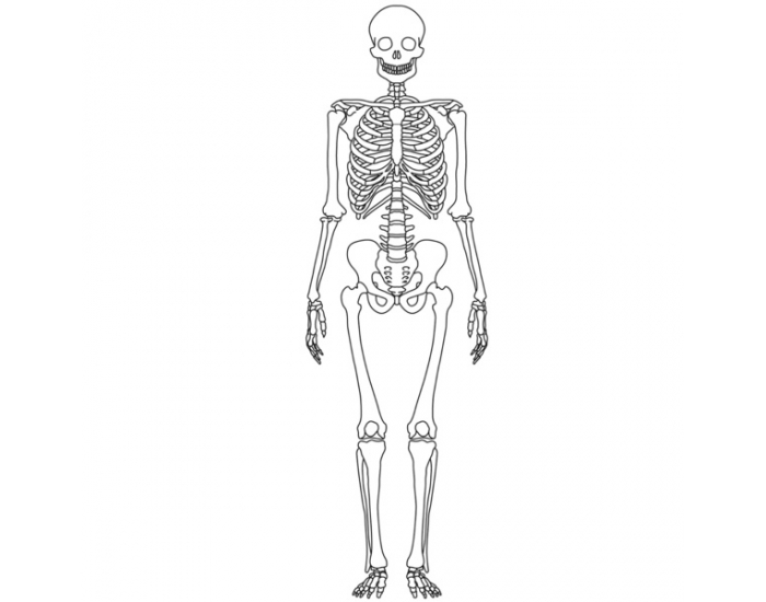 Diagram Of Skeletal System Quiz diagram-of-skeletal-system-quiz