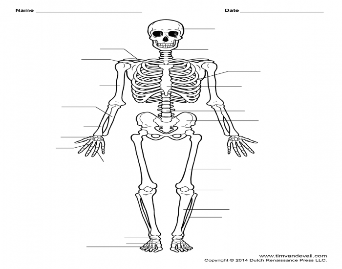 Bones Of The Body Cal Quiz bones-of-the-body-cal-quiz