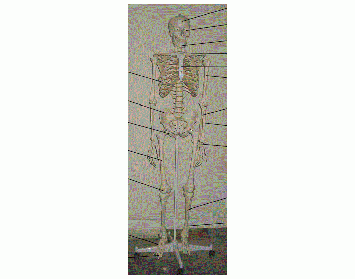 Label The Skeleton Quiz label-the-skeleton-quiz