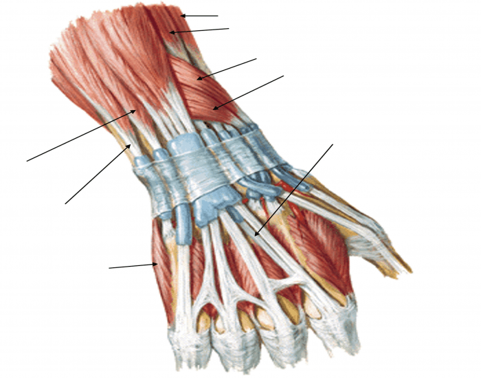 tendons at wrist Quiz tendons at wrist Quiz