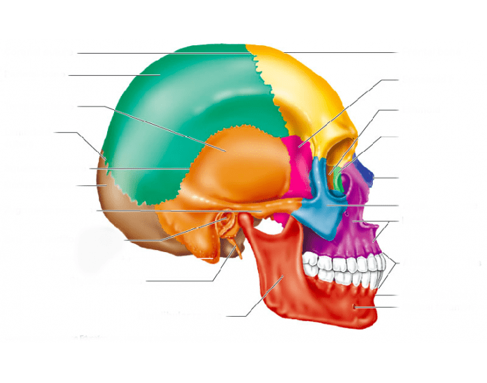 Skeletal System Quizzes skeletal-system-quizzes