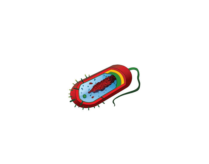 Cell Labeling Prokaryote Quiz