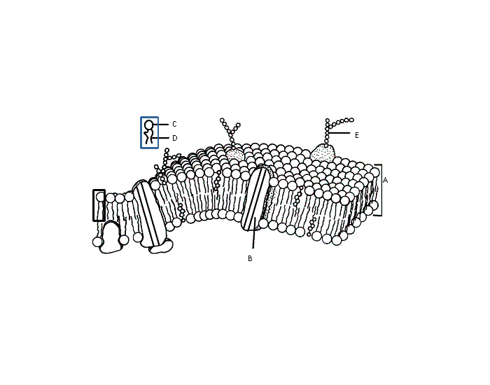 Cell Membrane Quiz cell-membrane-quiz