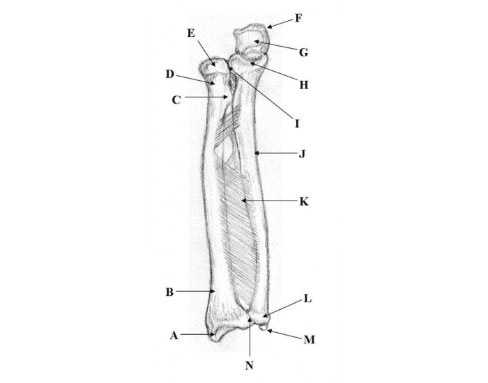 Bones Of The Upper Limbs Quiz bones-of-the-upper-limbs-quiz