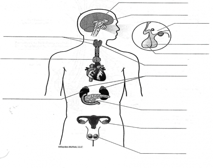 Major Organs Of The Endocrine System Quiz major-organs-of-the-endocrine-system-quiz