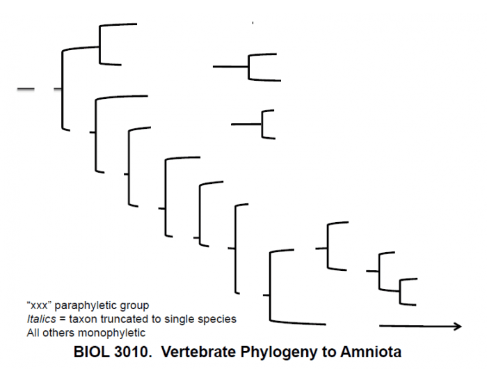 BIOL 3010: Vertebrate Phylogeny to Amniota Quiz BIOL 3010: Vertebrate Phylogeny to Amniota Quiz