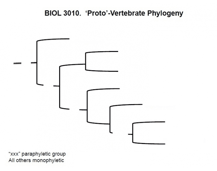 BIOL 3010: Proto-Vertebrate Phylogeny Quiz BIOL 3010: Proto-Vertebrate Phylogeny Quiz