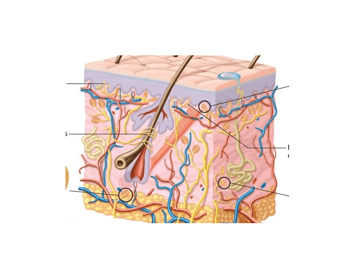 Cutaneous Sensory Receptors Quiz cutaneous-sensory-receptors-quiz
