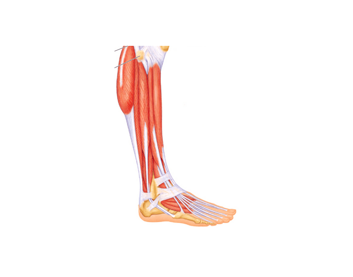 Lateral Aspect Of Leg Muscles Quiz lateral-aspect-of-leg-muscles-quiz