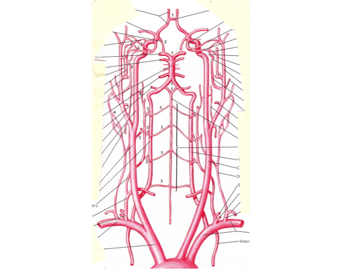 Arteries to Brain: schema Quiz Arteries to Brain: schema Quiz