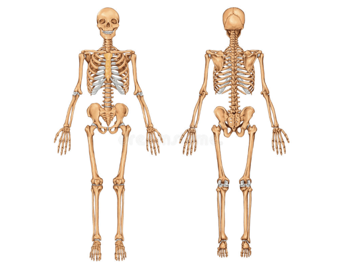 Label The Skeleton Quiz label-the-skeleton-quiz