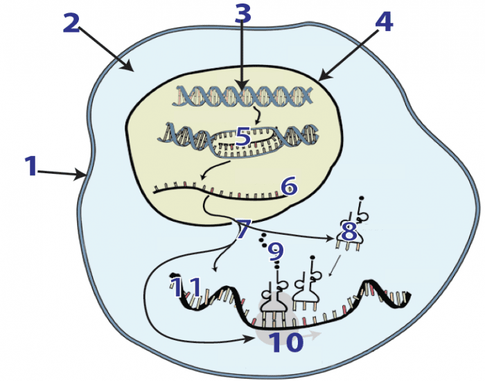 Cell Parts Quiz cell-parts-quiz