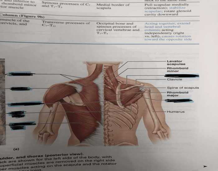 Posterior View Mucles Quiz