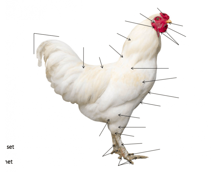Chicken External Anatomy — Printable Worksheet