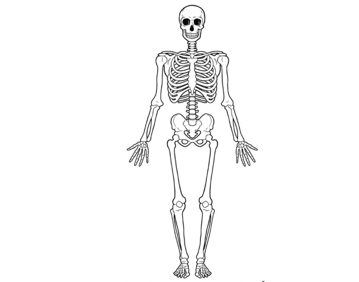 Skeletal System Labeling Quiz skeletal-system-labeling-quiz