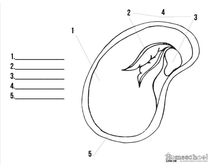 Parts Of A Seed Diagram Descriptions Quiz parts-of-a-seed-diagram-descriptions-quiz