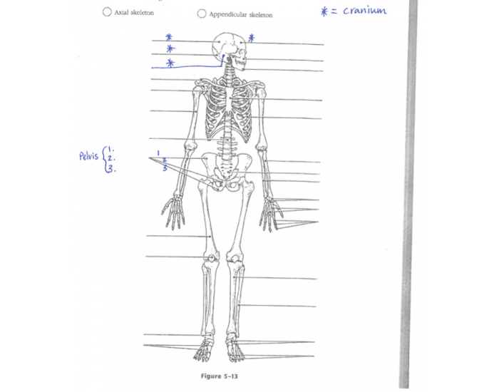 Skeletal Diagram Quiz skeletal-diagram-quiz