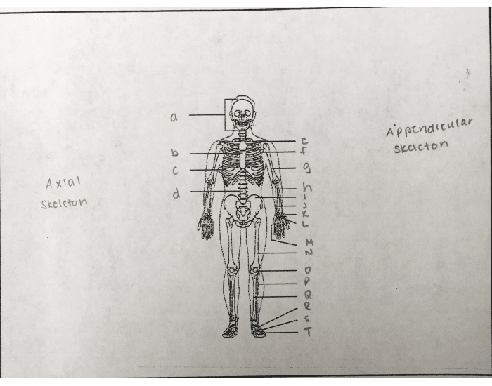 Diagram Of The Human Skeleton Quiz diagram-of-the-human-skeleton-quiz
