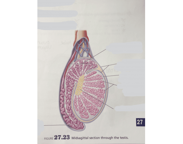 Midsagittal section through the testis Quiz Midsagittal section through the testis Quiz