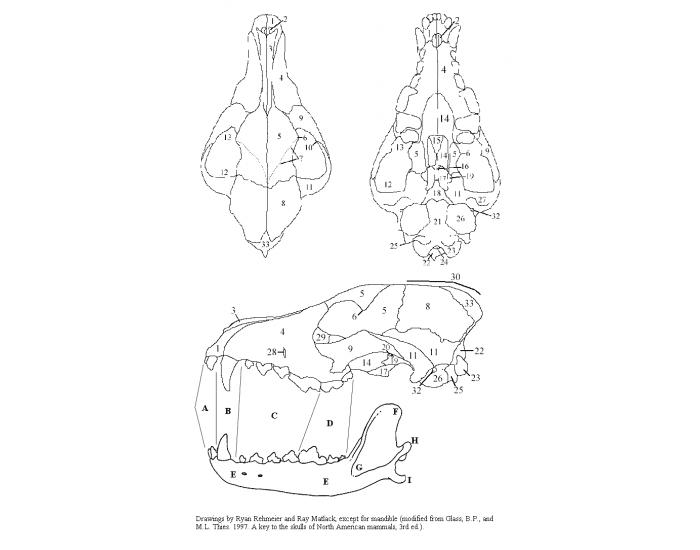 Mammal Skull Anatomy Quiz mammal-skull-anatomy-quiz