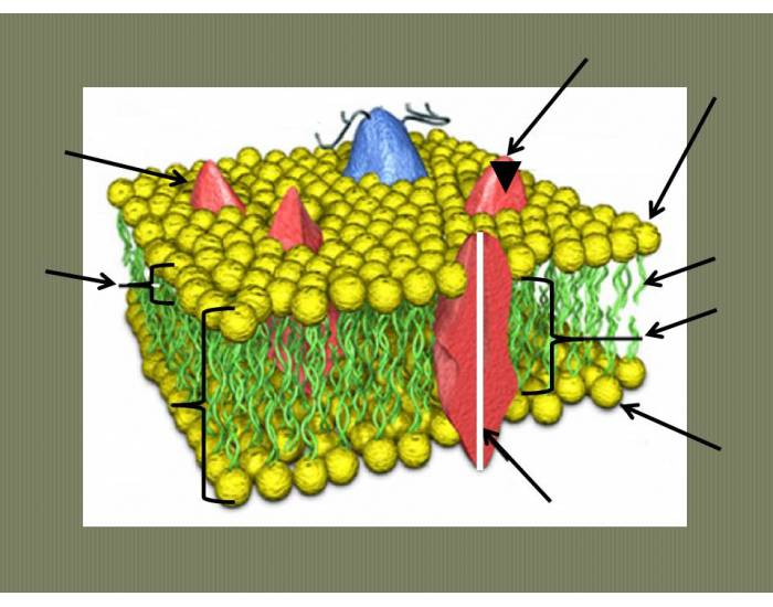 Cell Membrane Quiz cell-membrane-quiz