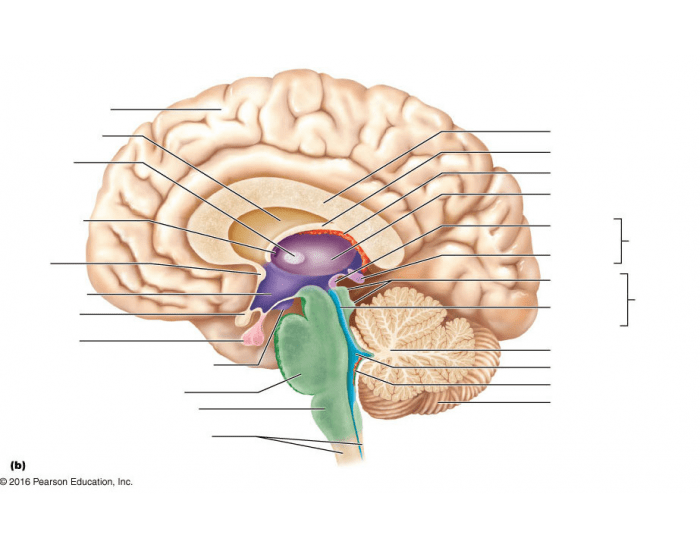 Diencephalon/brain stem structures medial section Quiz Diencephalon/brain stem structures medial section Quiz
