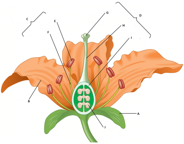 Flowering Plant Structures And Functions Quiz flowering-plant-structures-and-functions-quiz