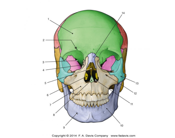 Bones Of The Skull Anterior Printable Worksheet bones-of-the-skull-anterior-printable-worksheet