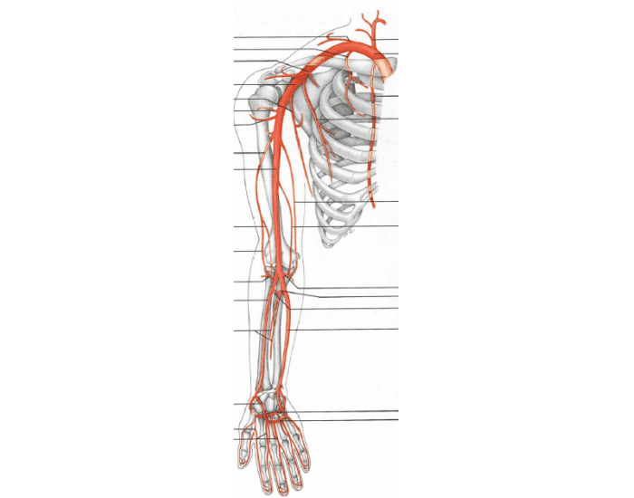 Arterias Del Miembro Superior Quiz - vrogue.co Arterias Del Miembro Superior Quiz - vrogue.co