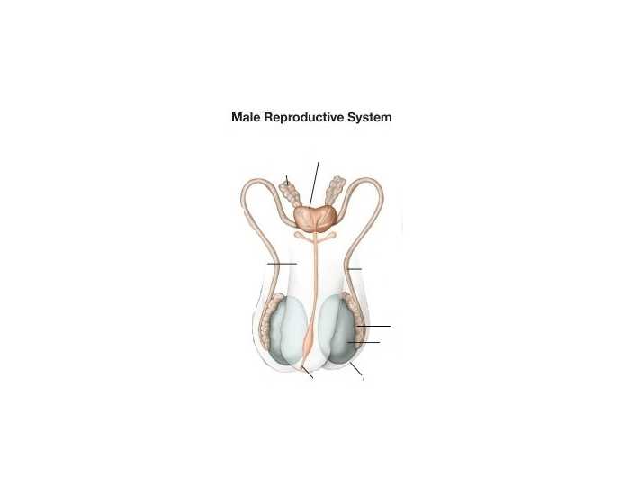 Male Reproductive System- Functions of Parts Quiz Male Reproductive System- Functions of Parts Quiz