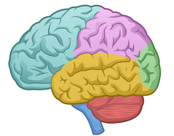 Brain directions Quiz Brain directions Quiz