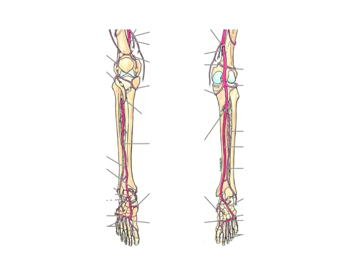 Lower Leg Vasculature Quiz Lower Leg Vasculature Quiz