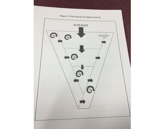 The Energy Pyramid Quiz the-energy-pyramid-quiz