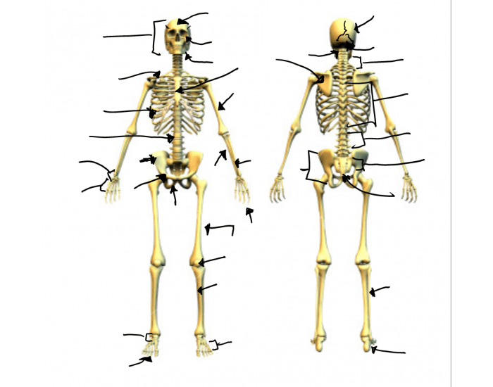 Bone Labeling Quiz bone-labeling-quiz