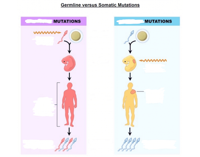 Germline Vs Somatic Mutations — Printable Worksheet