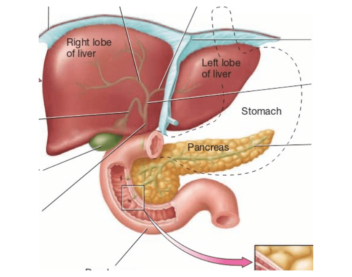 liver and gallbladder and pancreas Quiz liver and gallbladder and pancreas Quiz
