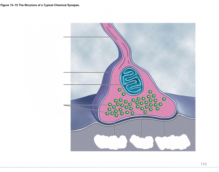 Structure of a typical chemical synapse Quiz Structure of a typical chemical synapse Quiz