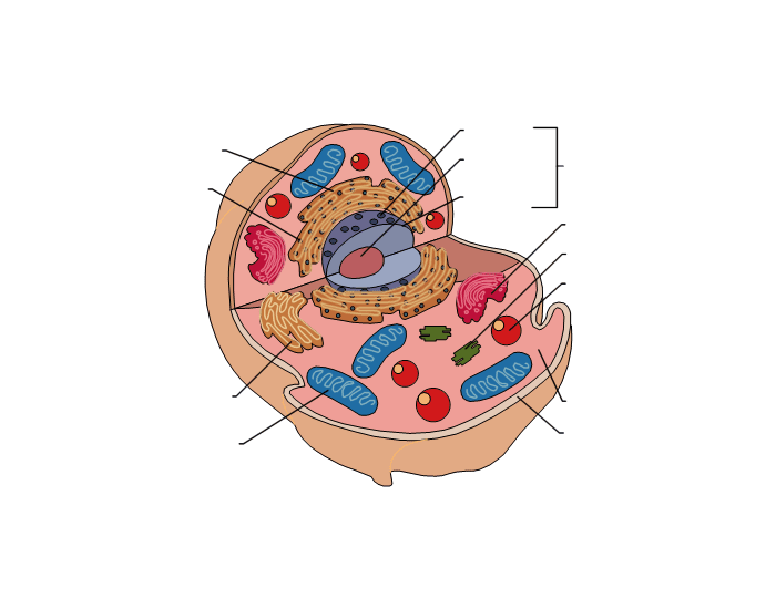 Cell Matching Quiz cell-matching-quiz