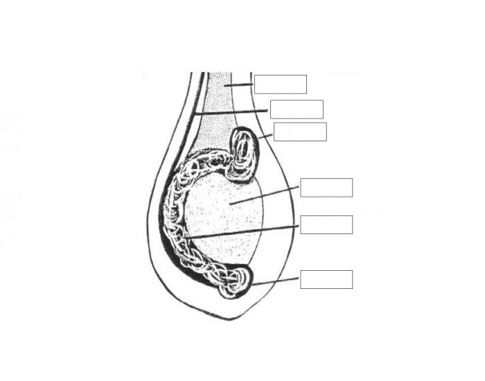 Scrotum Labeling Quiz